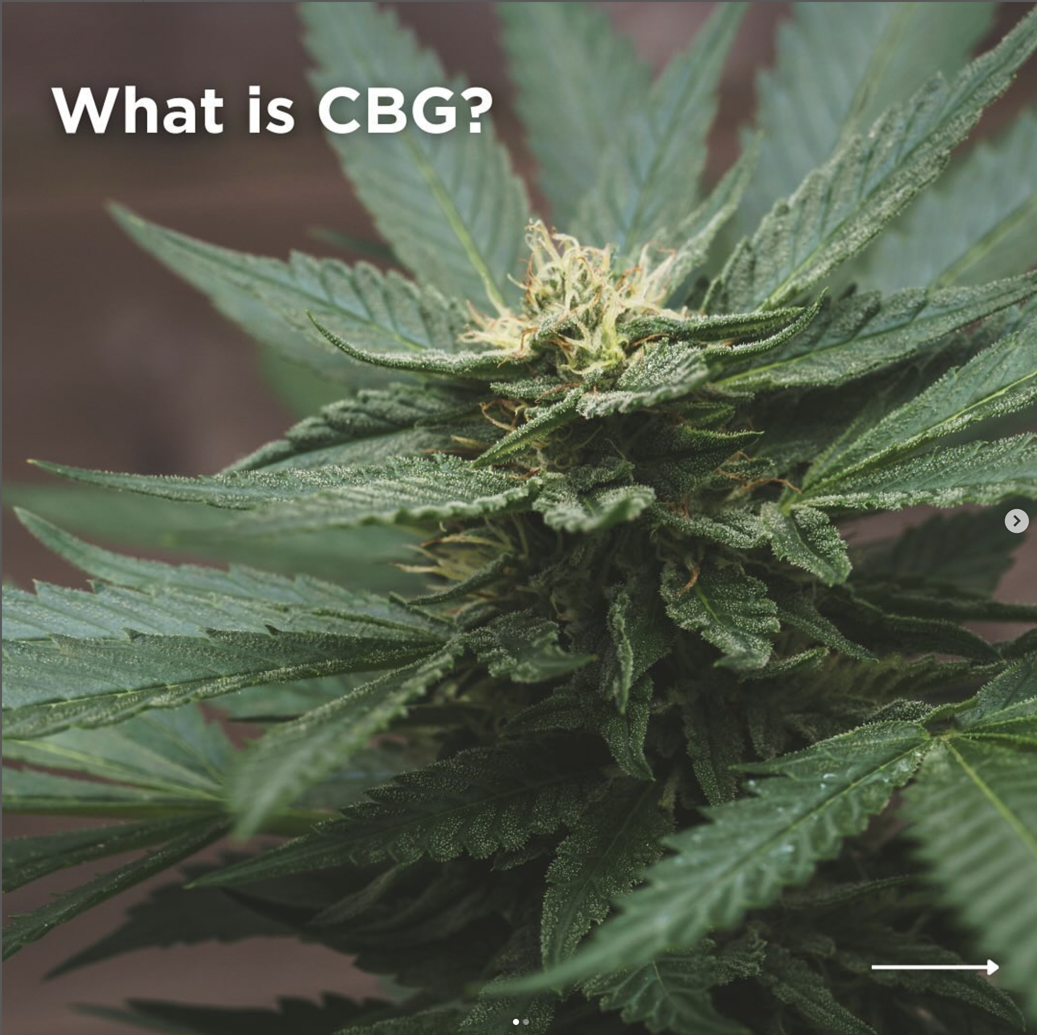 Chalice Cannabis