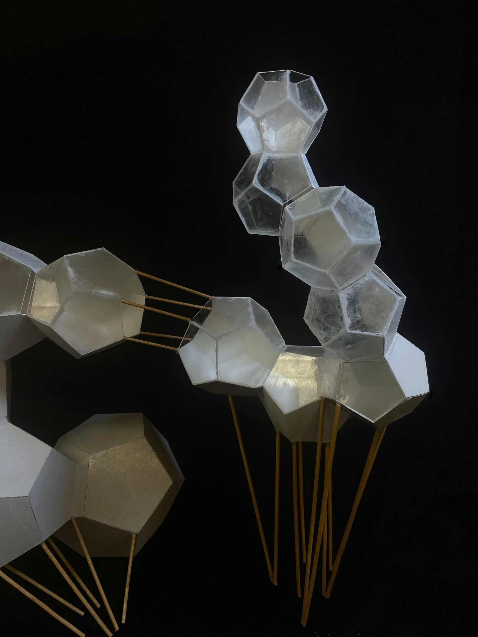 Insect Morphology — Alexis Davis