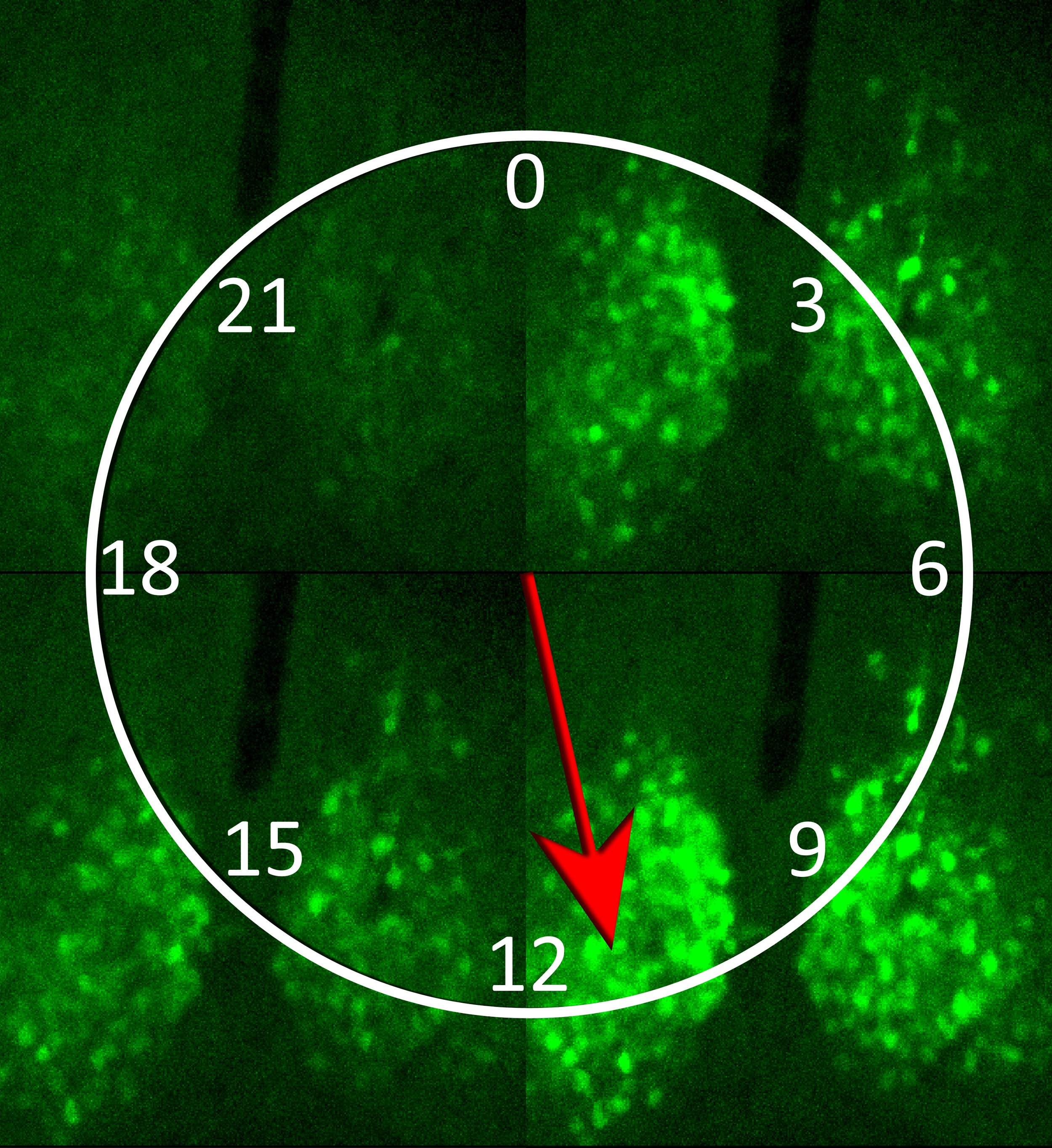 Team 1 — McMahon Lab