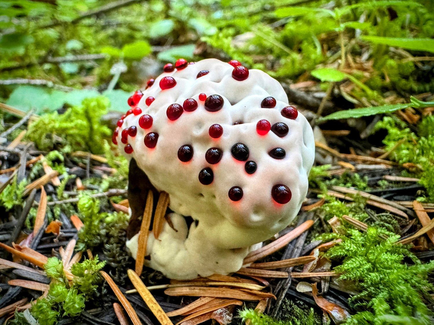 Monitoring Report: Hydnellum peckii, a mesmerizing mushroom — Mt. Adams ...