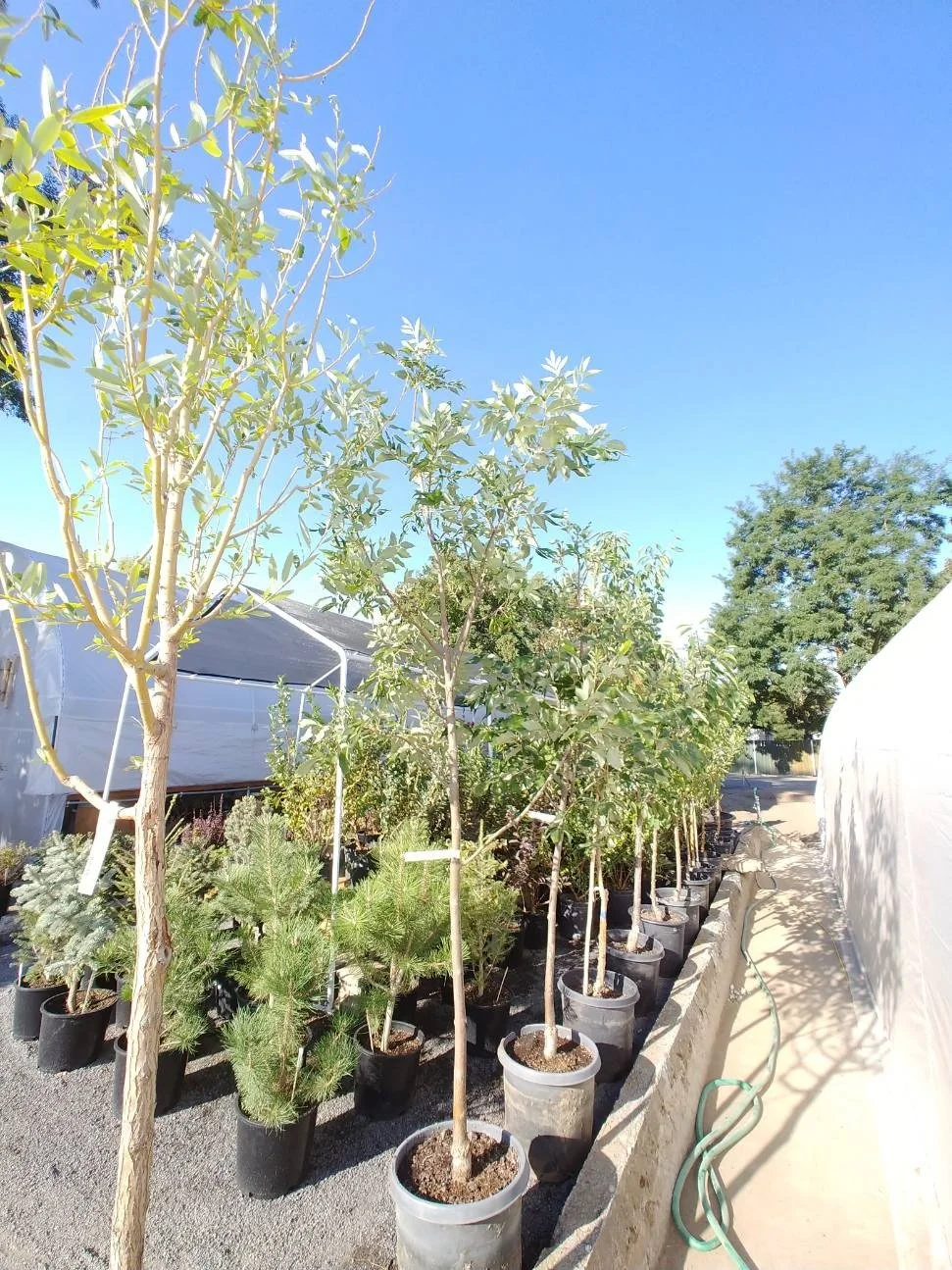 Nancy's Dream Garden Center — The Siren