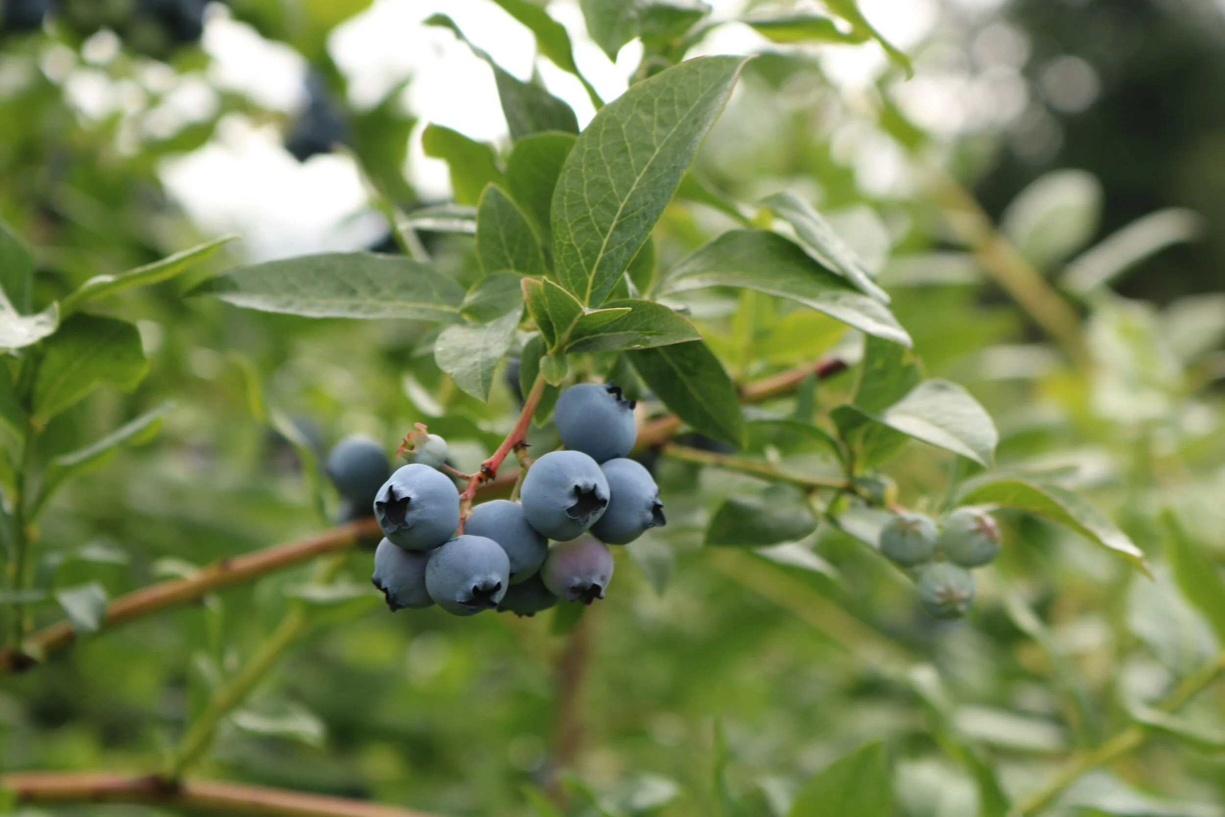 Miles Berry Farm