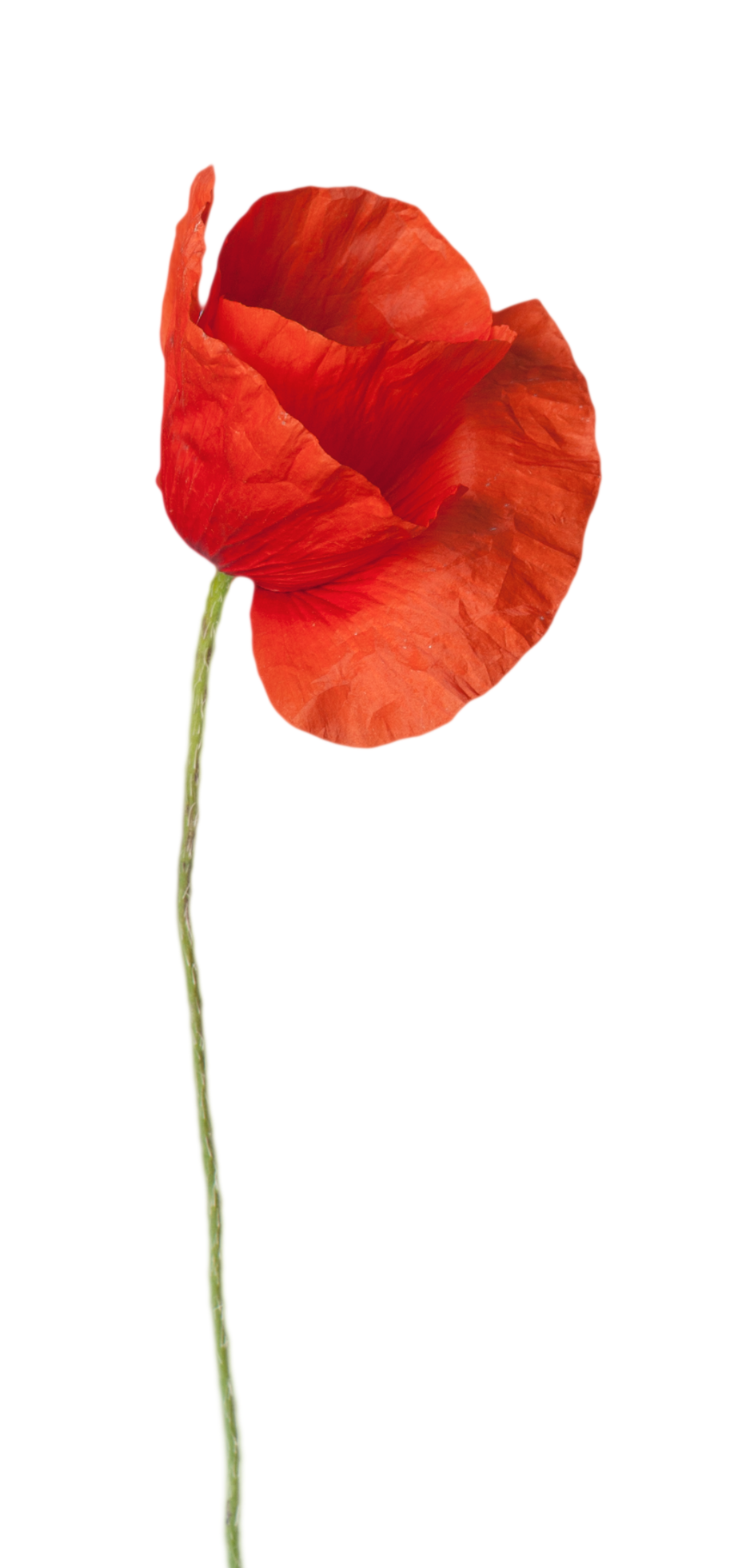 Ashley Fuller, MD PLLC