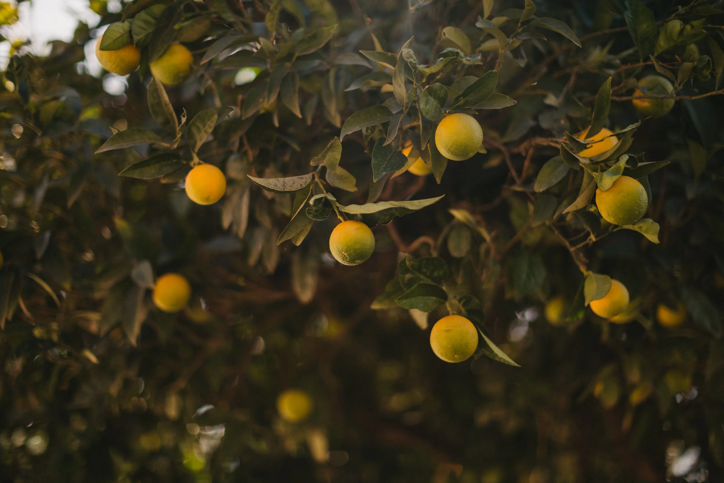 Azahara International