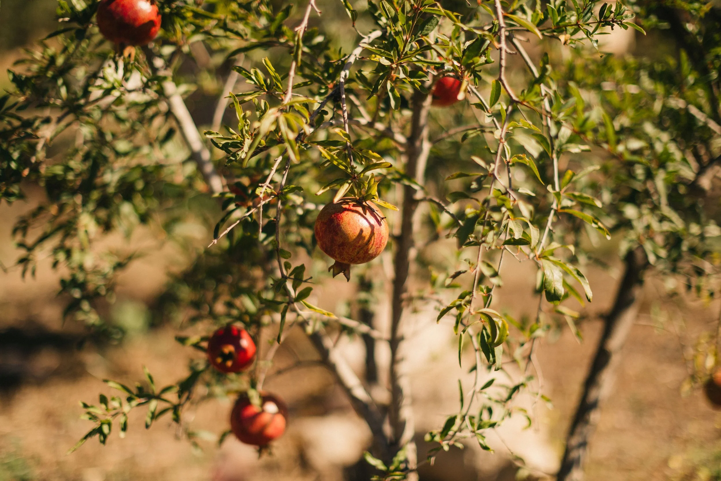 Azahara International