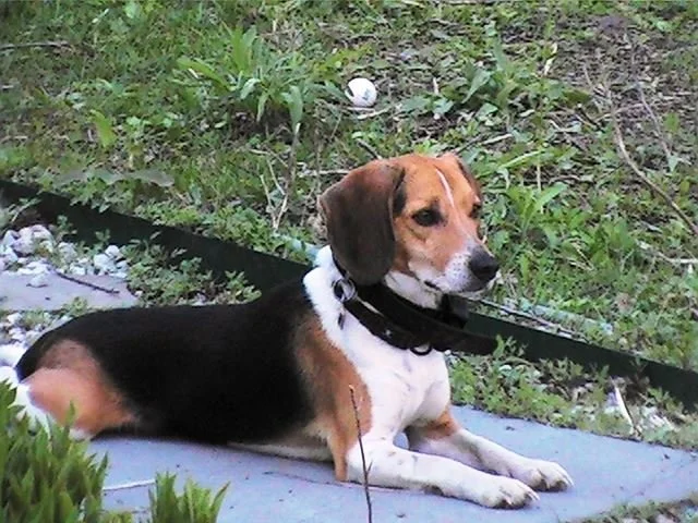 Apply For a Dog License — Oceola Township