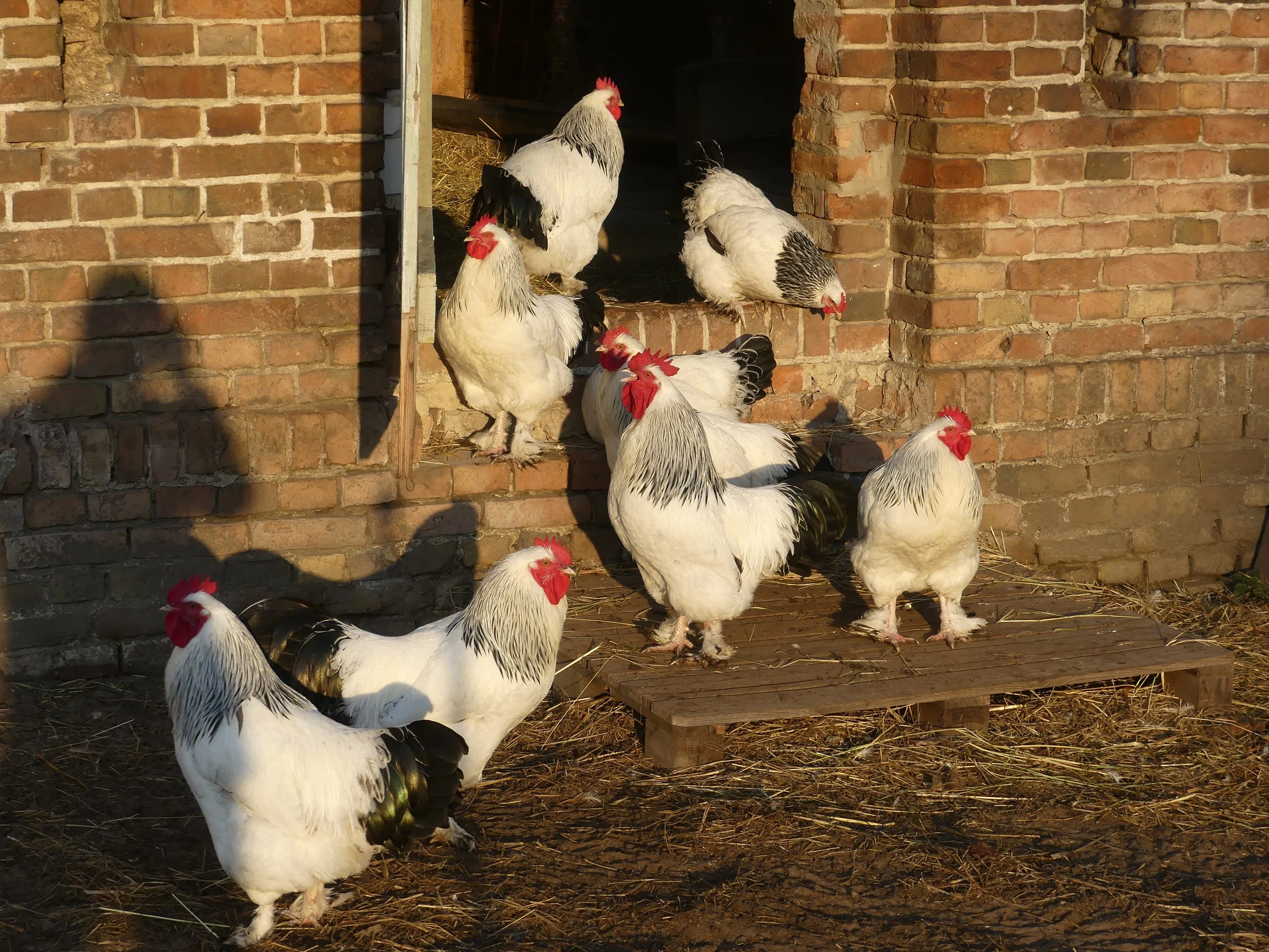 Die Sundheimer — 2B-Ranch