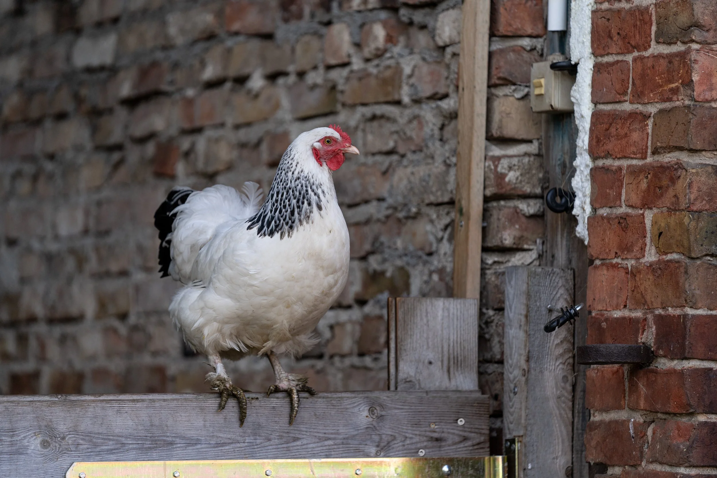 Die Sundheimer — 2B-Ranch