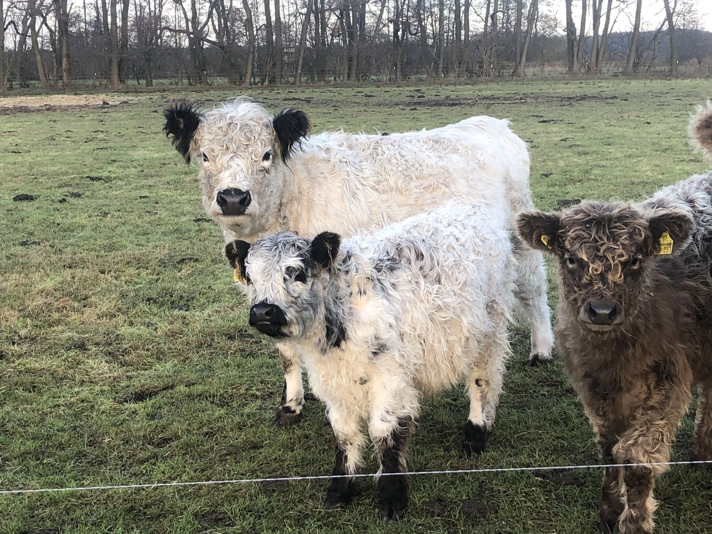 Die Galloways — 2B-Ranch