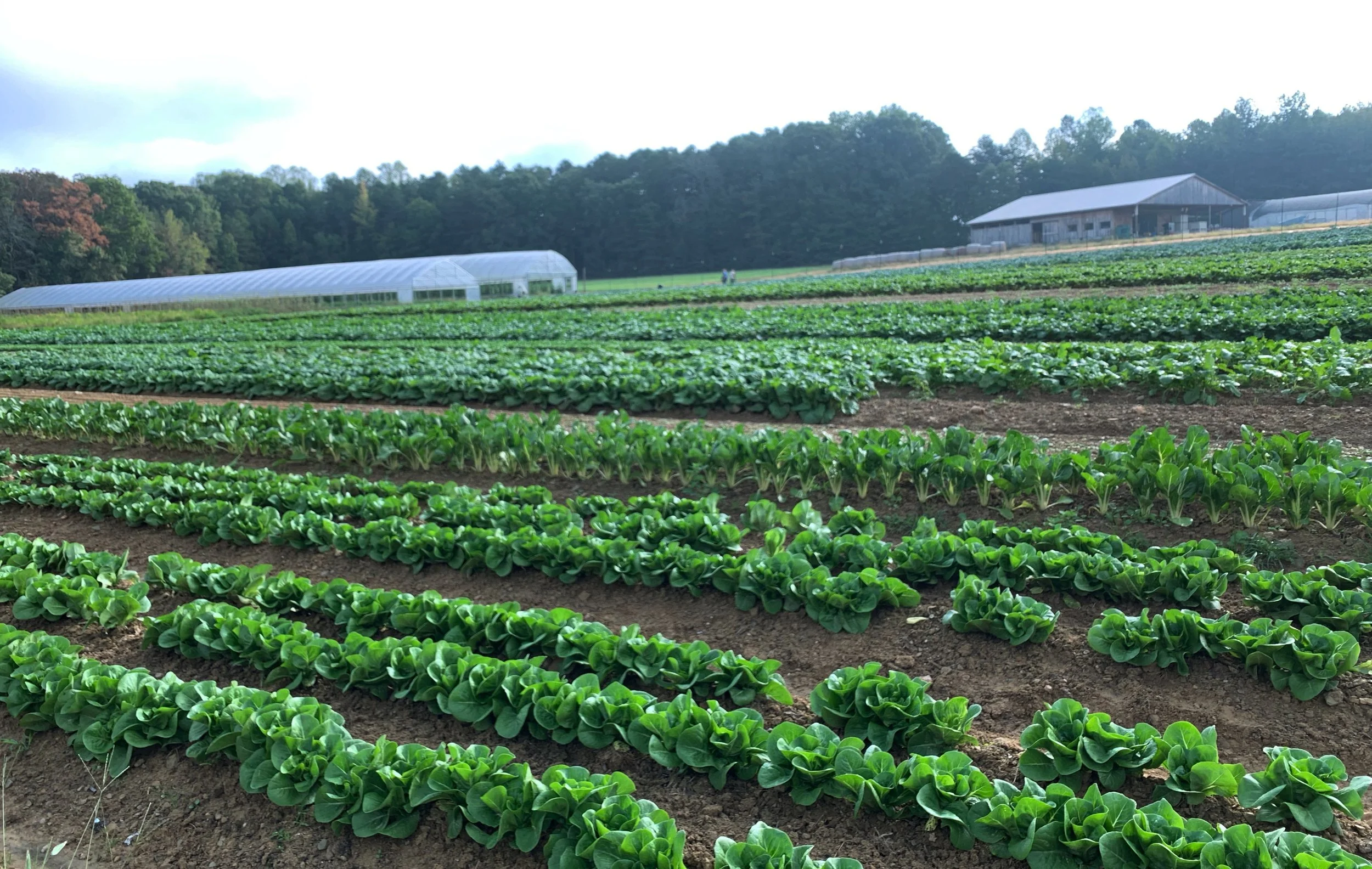 About - South Wind Produce - Organic CSA in Durham NC