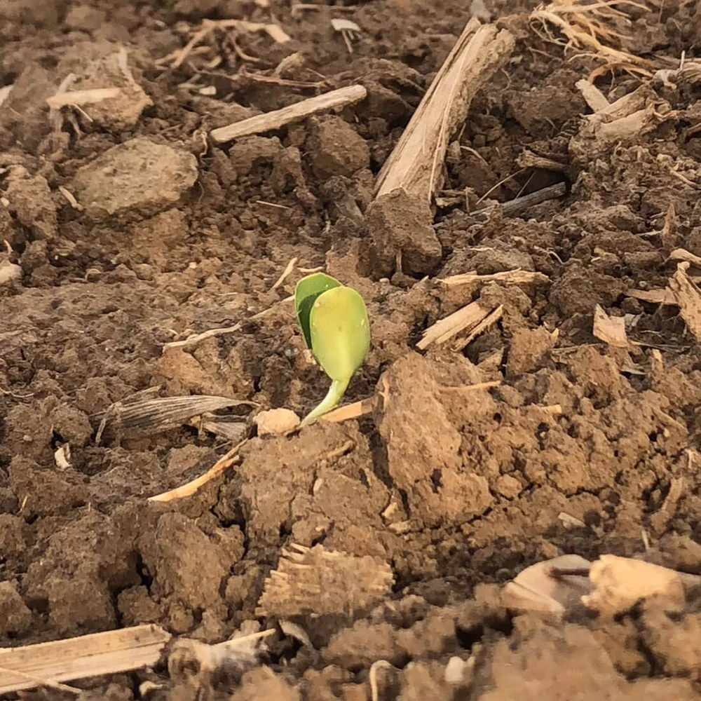Seed Life LLC