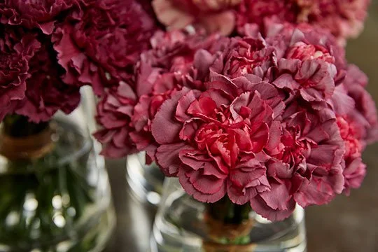 Imperial Carnation Break-away Centerpieces — J Schwanke's Life In Bloom