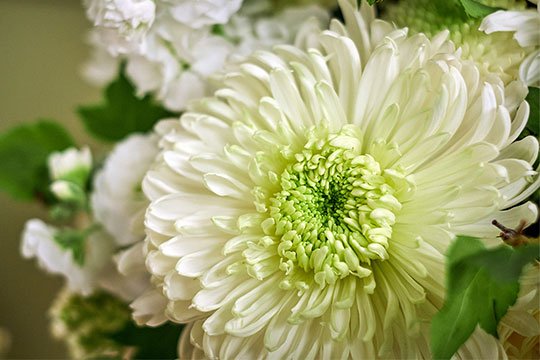 Magnum Chrysanthemum Wedding Bouquet! — J Schwanke's Life In Bloom