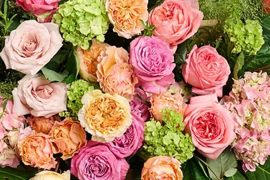 Groflowers NEW Garden Rose Collection! — J Schwanke's Life In Bloom