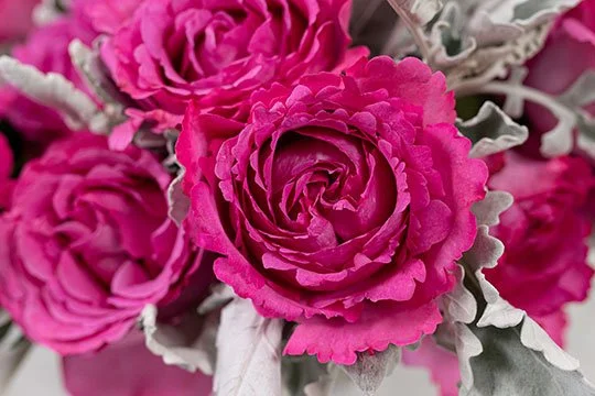 Yves Piaget Roses! — J Schwanke's Life In Bloom