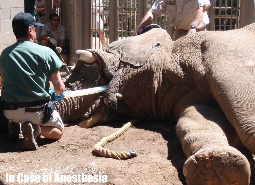 Mega-Vertebrate Endotracheal Tubes — In Case of Anesthesia