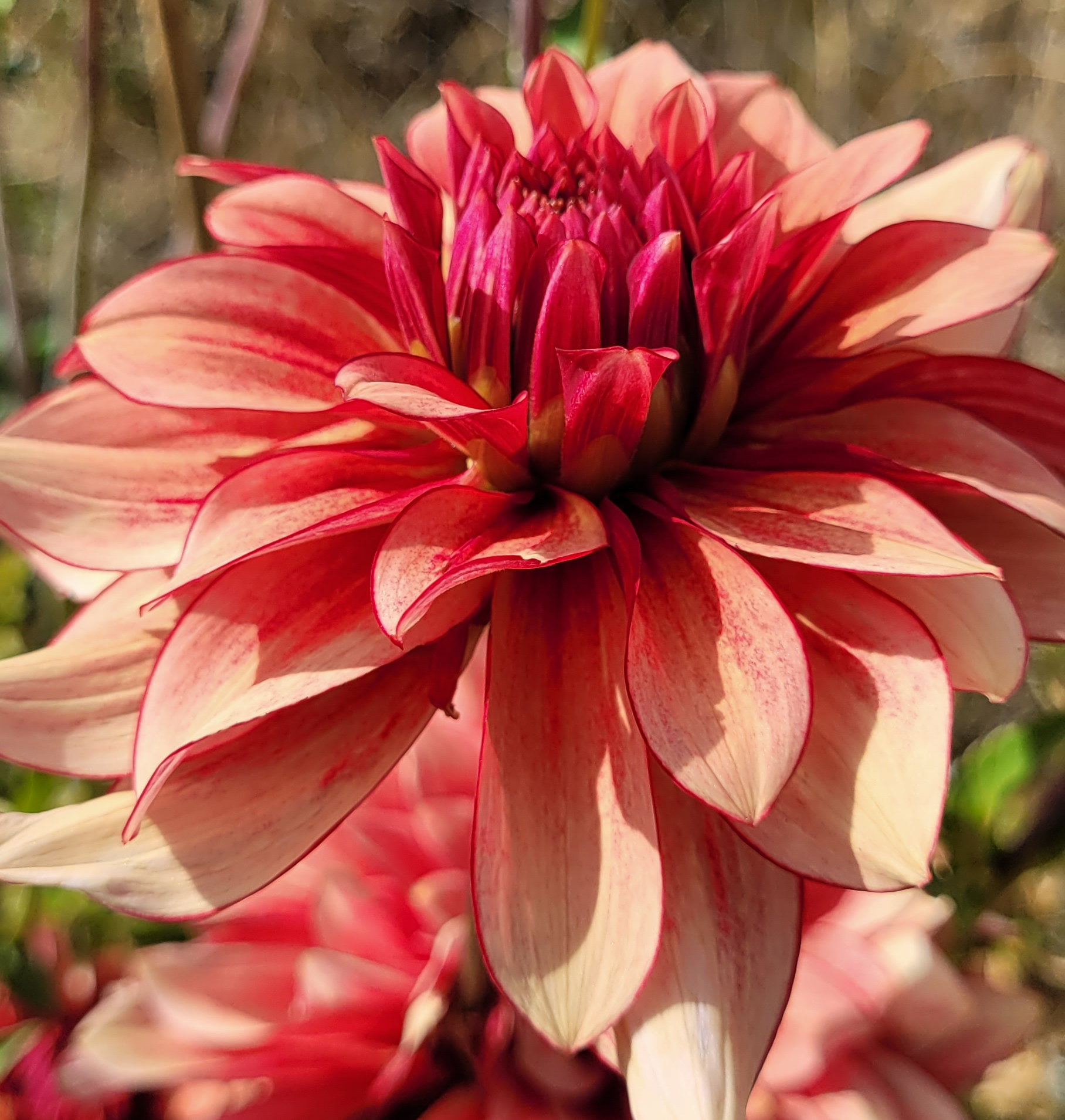 N-Force Dahlia Tuber — Little Dog Flower Farm