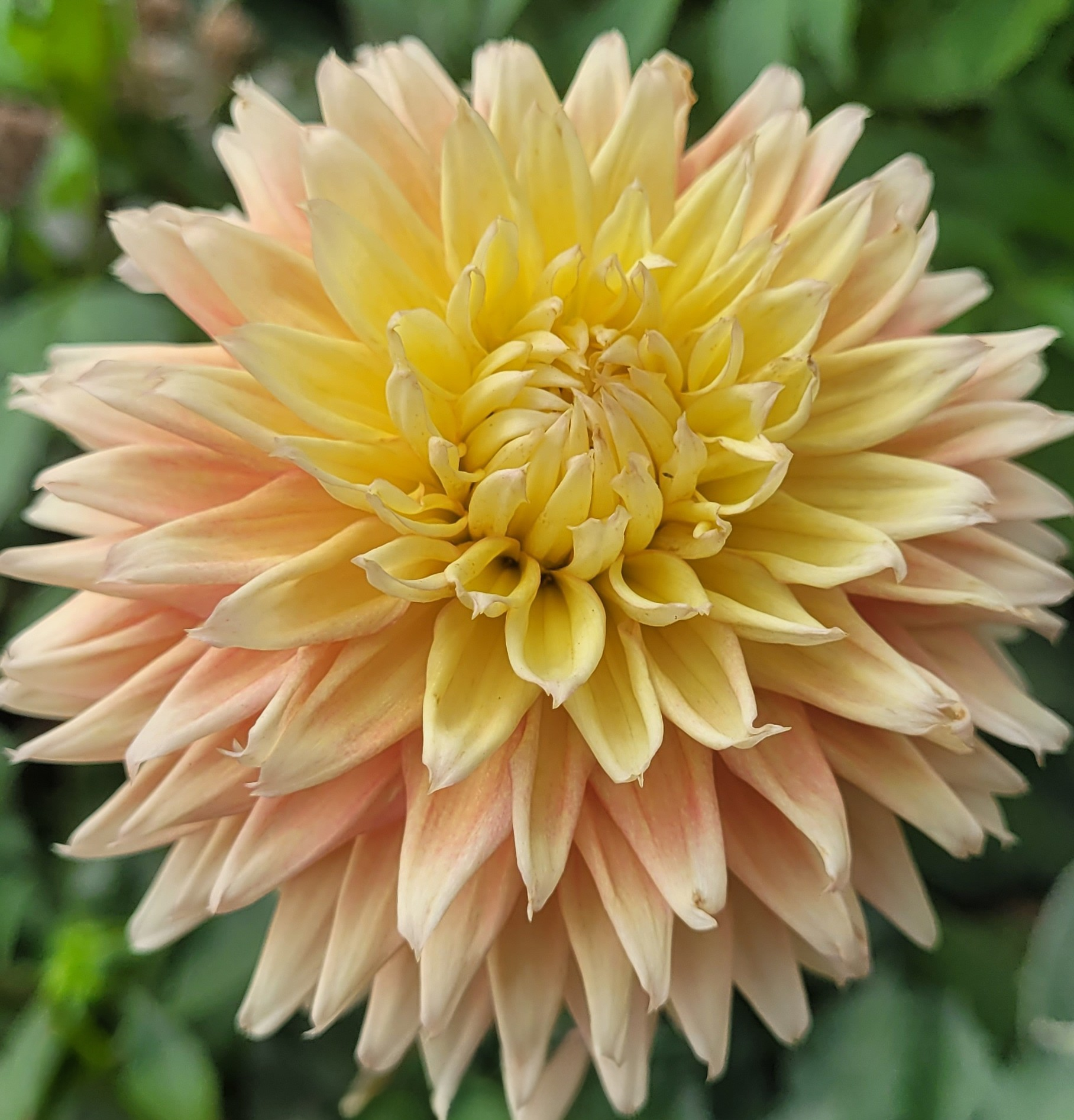 Lee's Apricot Fizz dahlia tubers at Little Dog Flower Farm — Little Dog ...