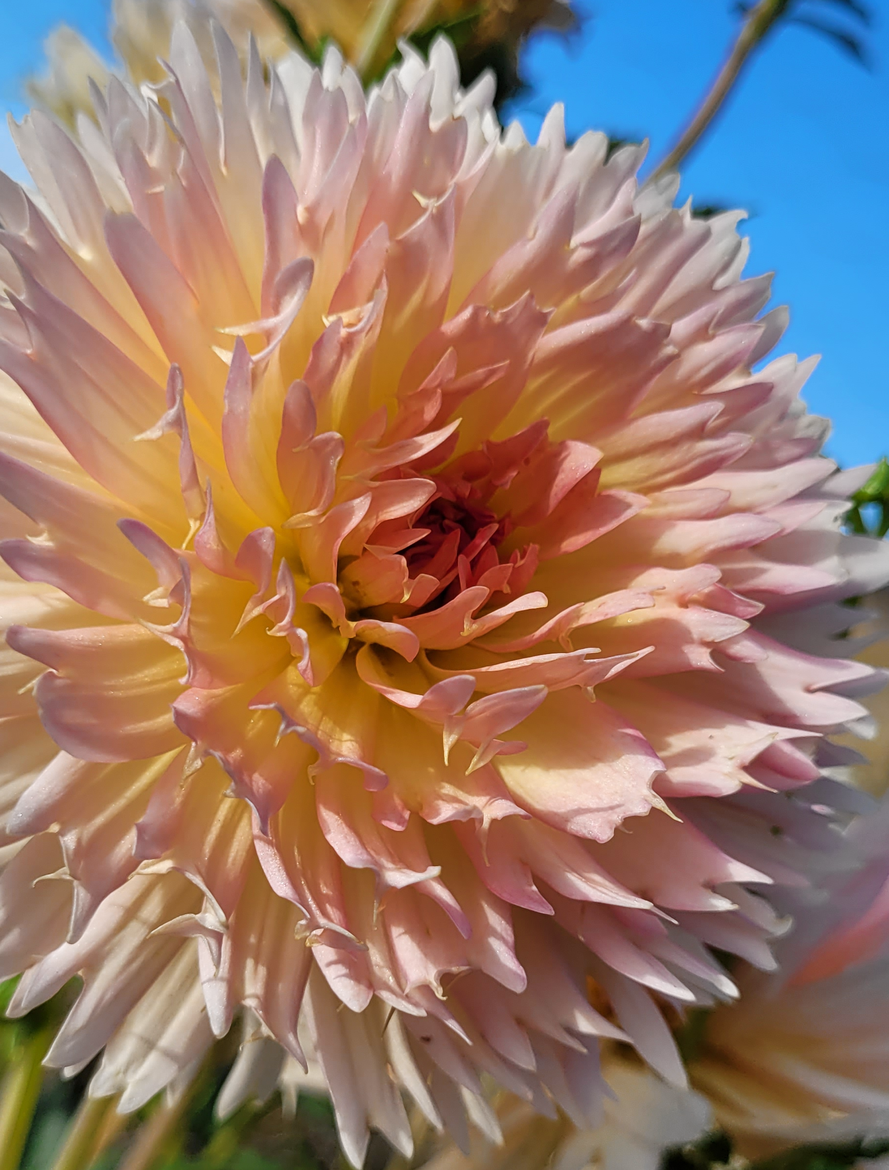 Lakeview Peach Fuzz dahlia tubers at Little Dog Flower Farm — Little ...
