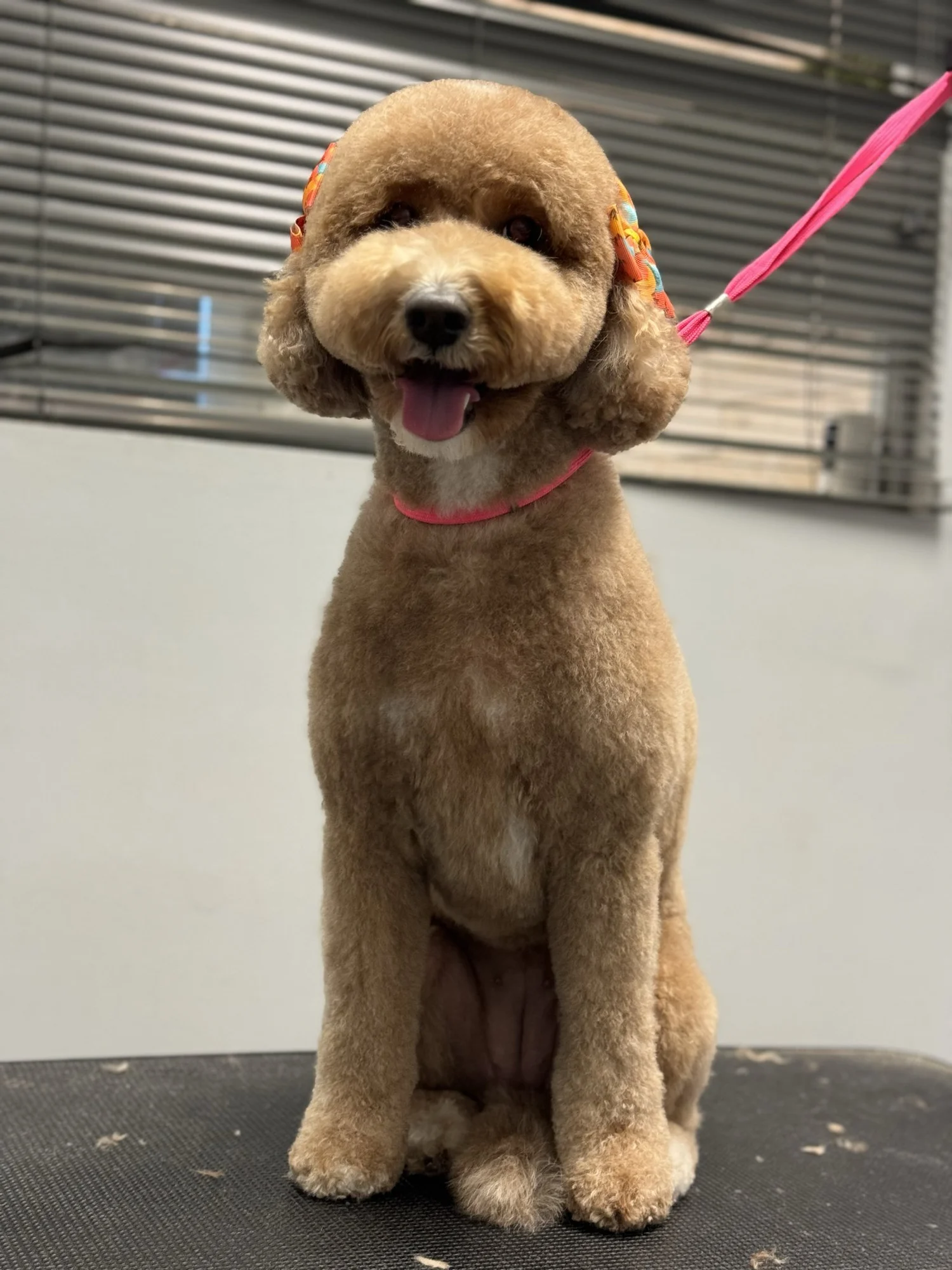 "Pet Boarding & Pet Grooming in Gluckstadt, MS | Madison, Ms | Jackson ...