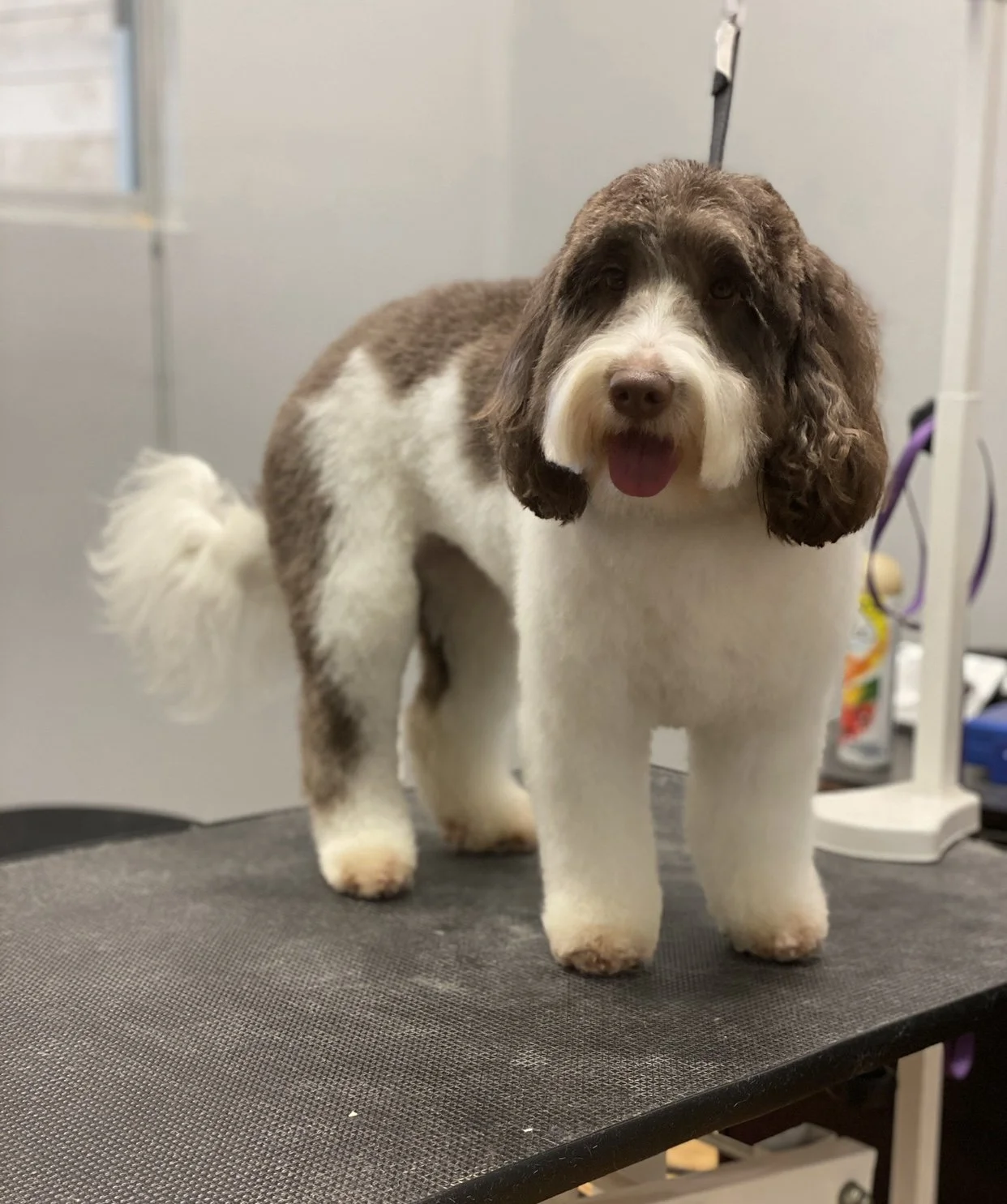 "Pet Boarding & Pet Grooming in Gluckstadt, MS | Madison, Ms | Jackson ...