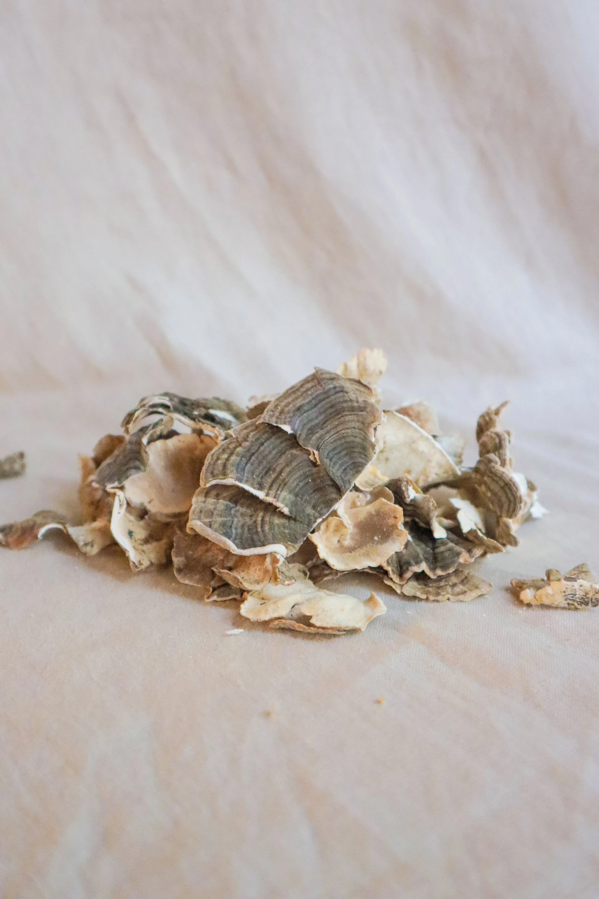 TURKEY TAIL | Trametes versicolor — Hedgerow Herb Co. | Herbal ...