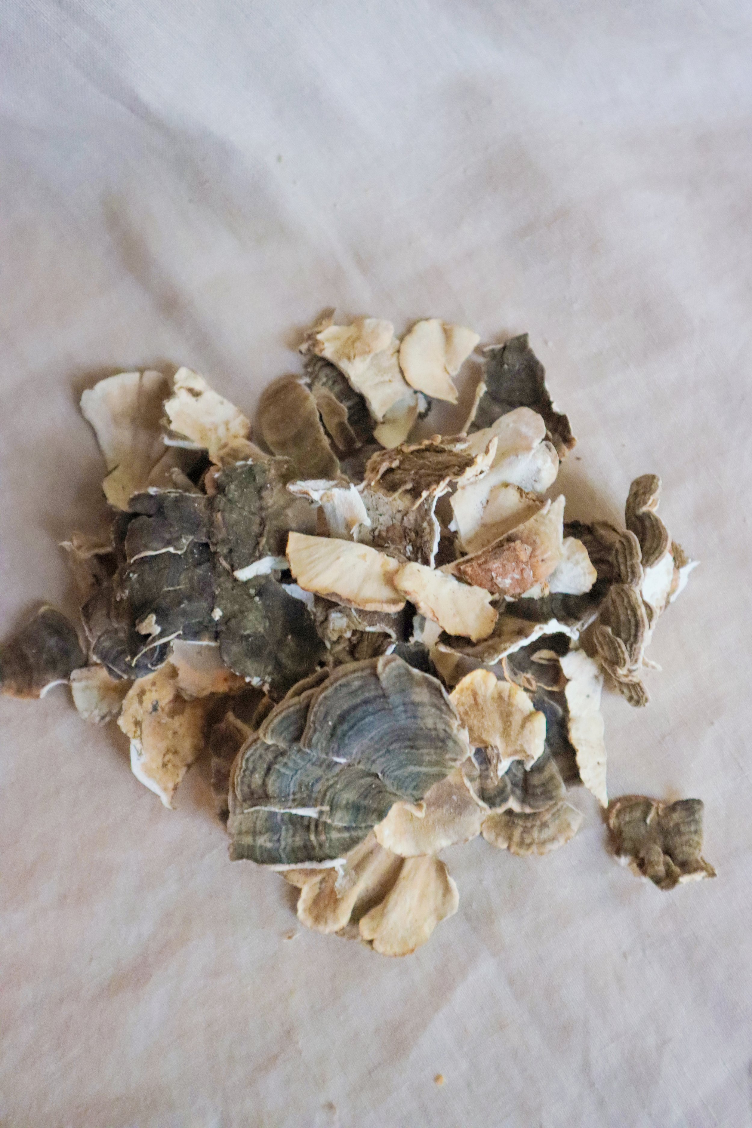 TURKEY TAIL | Trametes versicolor — Hedgerow Herb Co. | Herbal ...