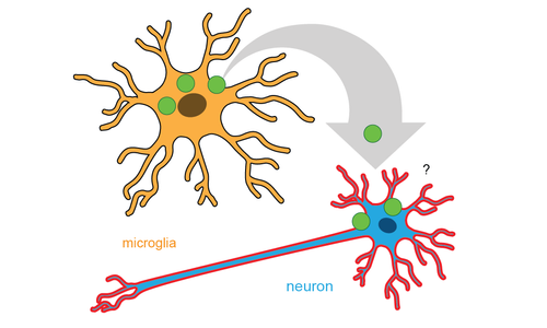Research — Haney Lab | UPenn