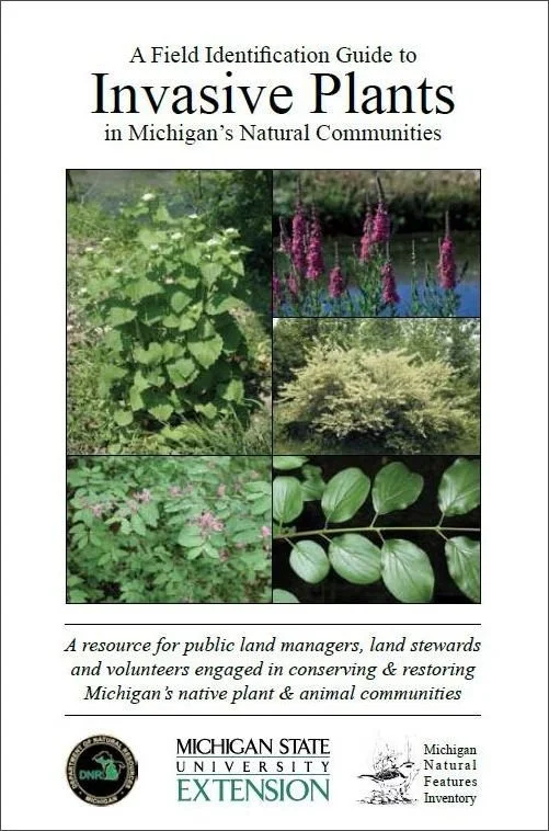 Invasive Weeds In Michigan Identifying And Managing Northern