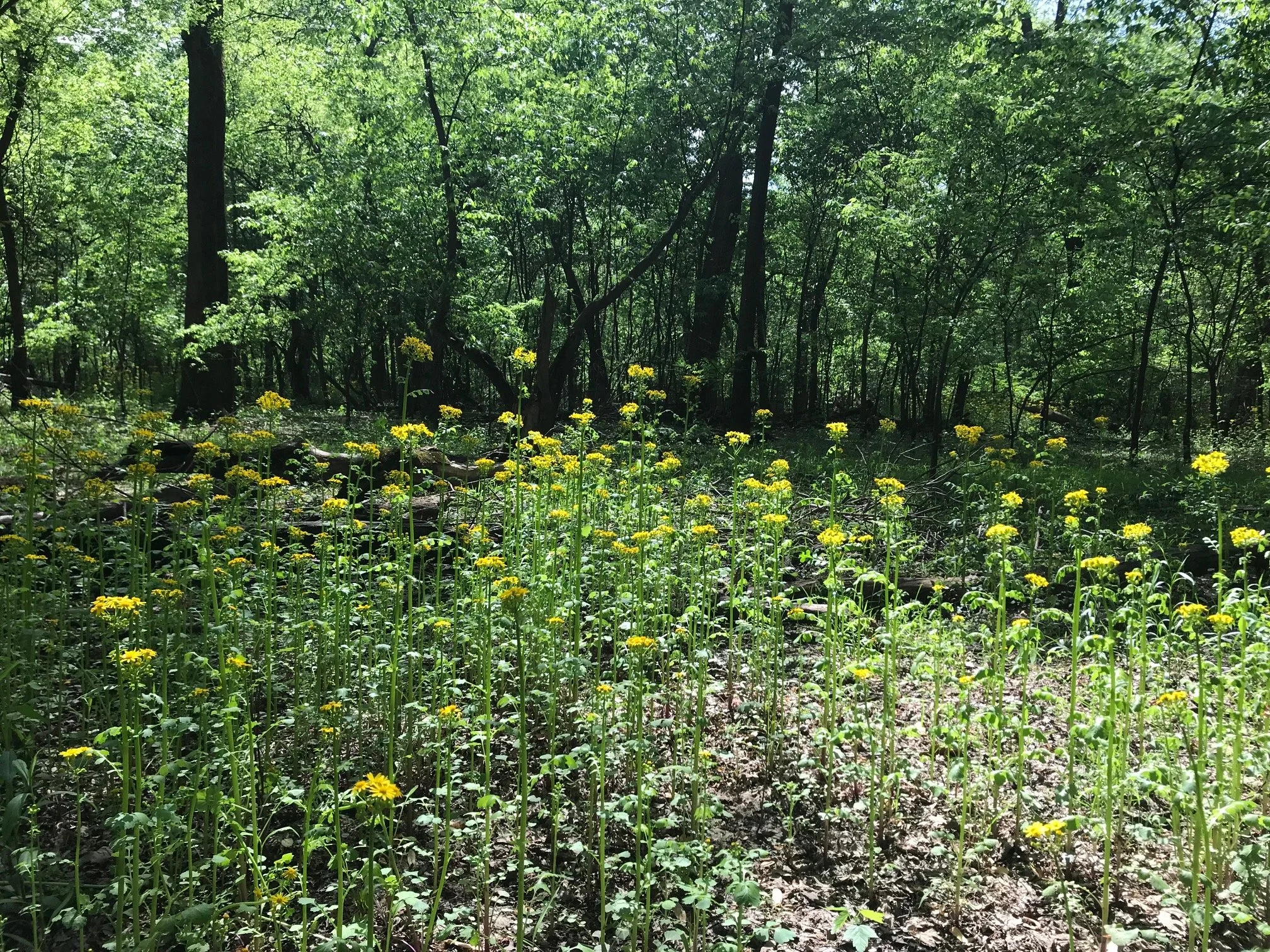 Team 1 — Open Space STL