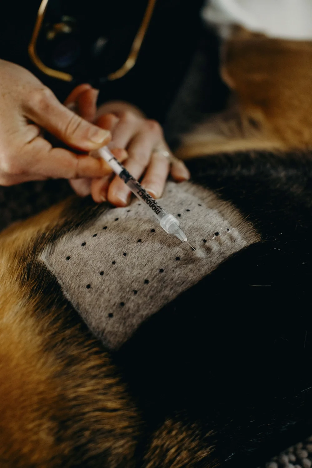 Intradermal and Serum Allergy Testing Procedure(s) - Veterinary ...