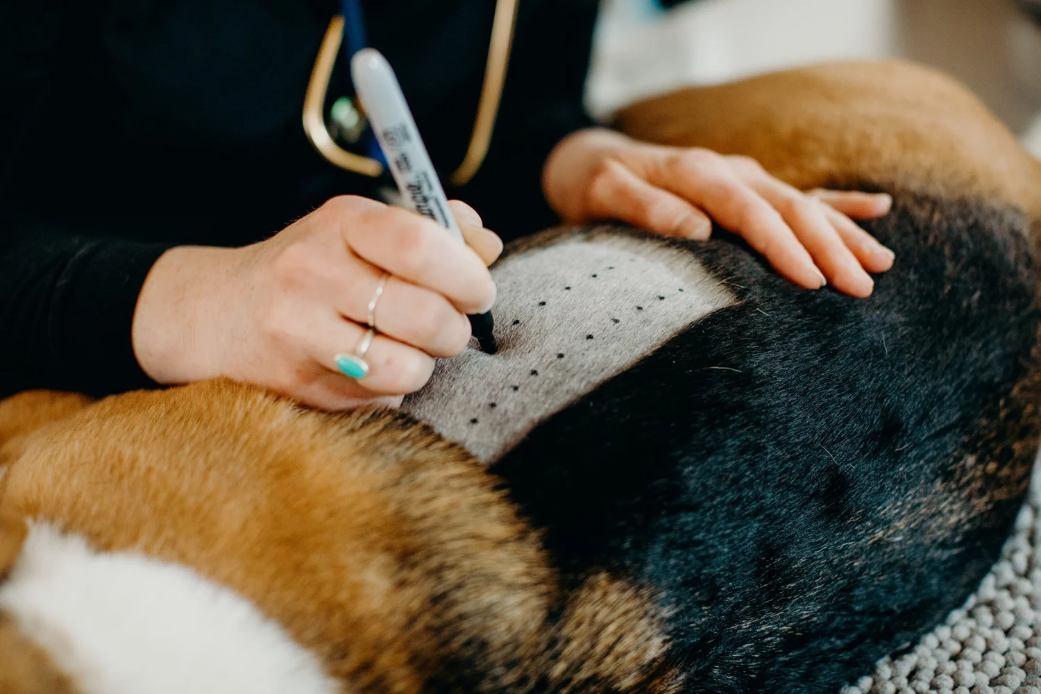 Dermatology Clinic for Animals - Veterinary Dermatology Specialists in ...