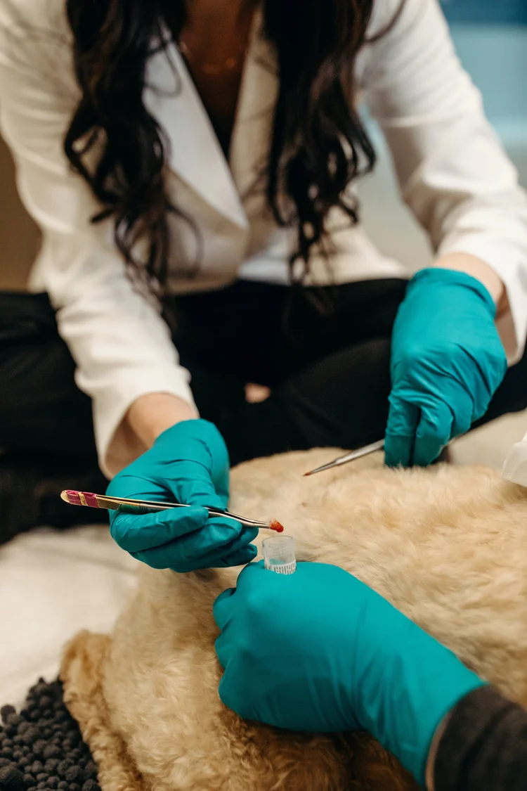 Dermatology Clinic for Animals - Veterinary Dermatology Specialists in ...