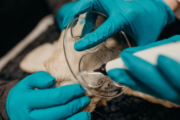 Dermatology Clinic for Animals - Veterinary Dermatology Specialists in ...