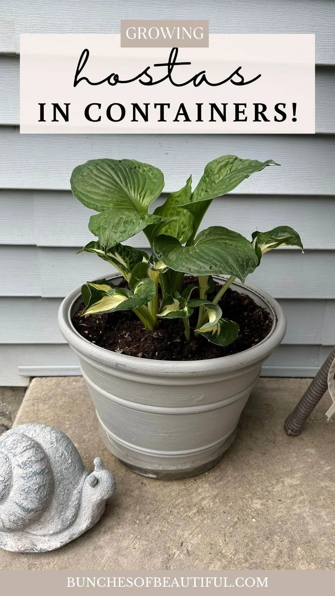 Everything You Need to Know About Growing Hosta’s in Pots! — bunches of ...