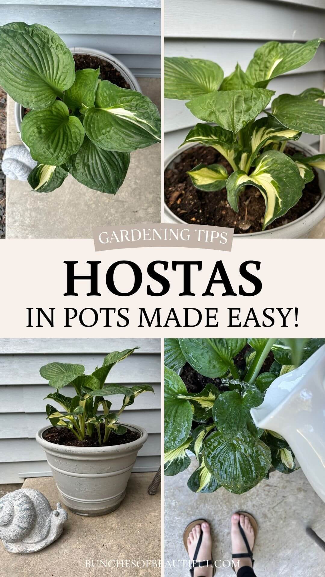 Everything You Need to Know About Growing Hosta’s in Pots! — bunches of ...