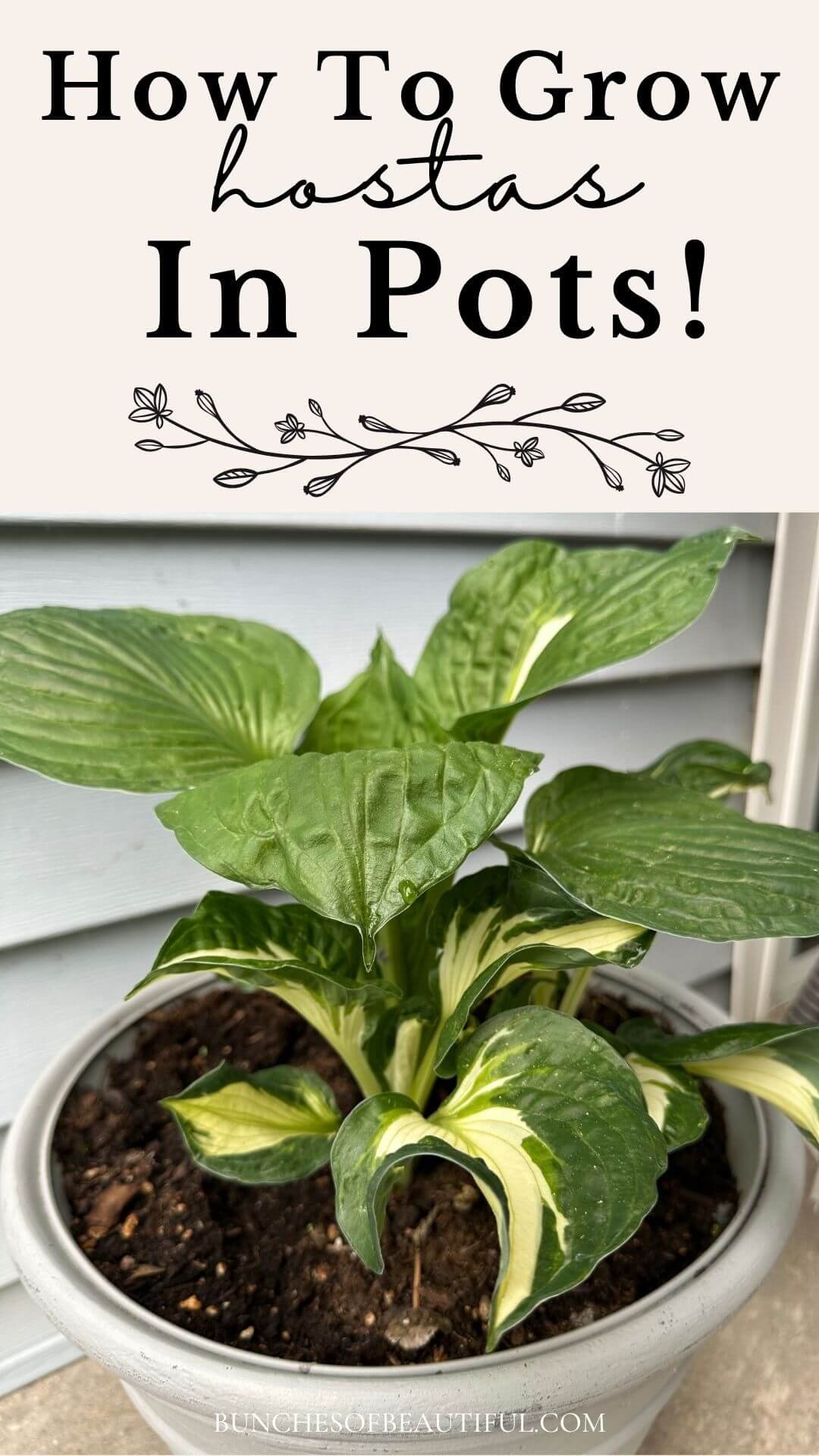Everything You Need to Know About Growing Hosta’s in Pots! — bunches of ...