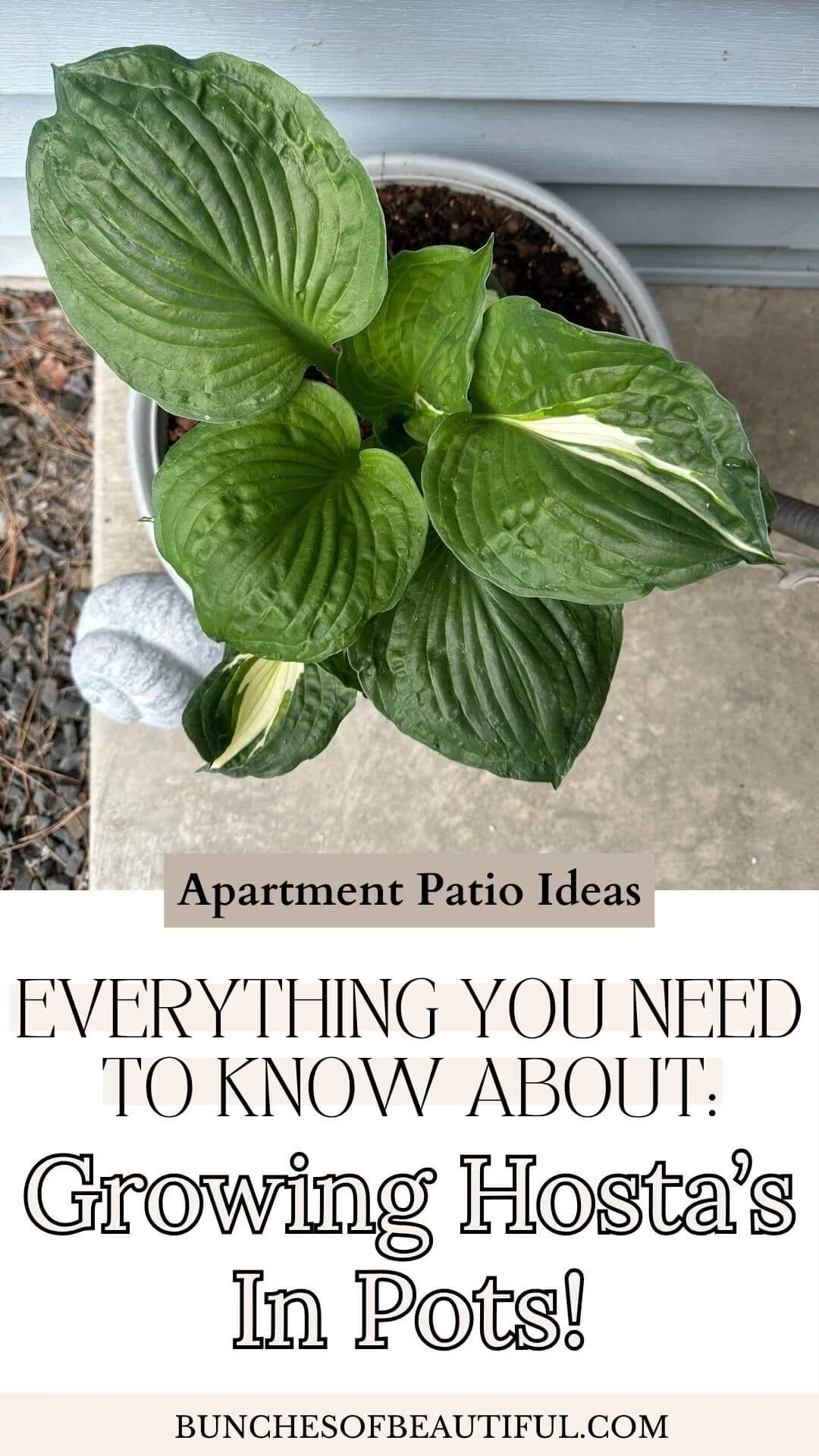 Everything You Need to Know About Growing Hosta’s in Pots! — bunches of ...