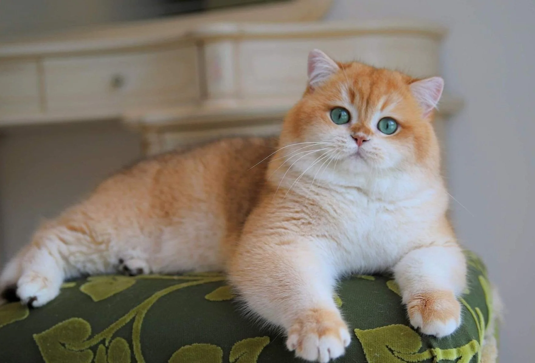 Adult Cats — Arctic Cattery