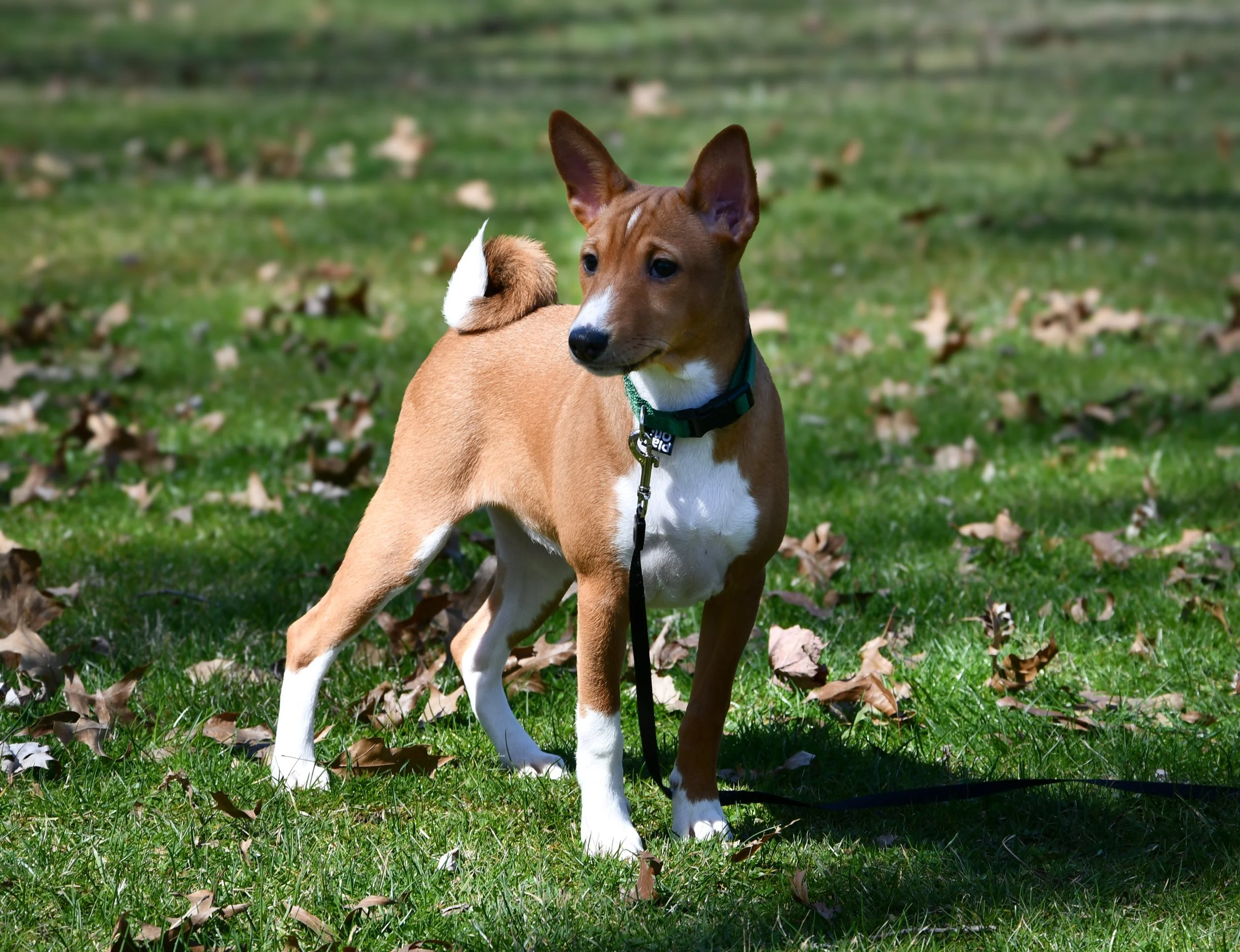 Available Puppies — BriarBey Basenjis