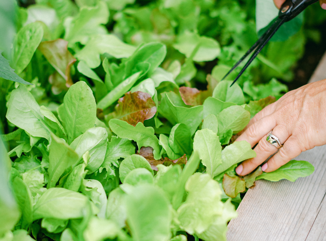 How to Grow Leafy Greens — Katie Oglesby, Kitchen Garden Design ...
