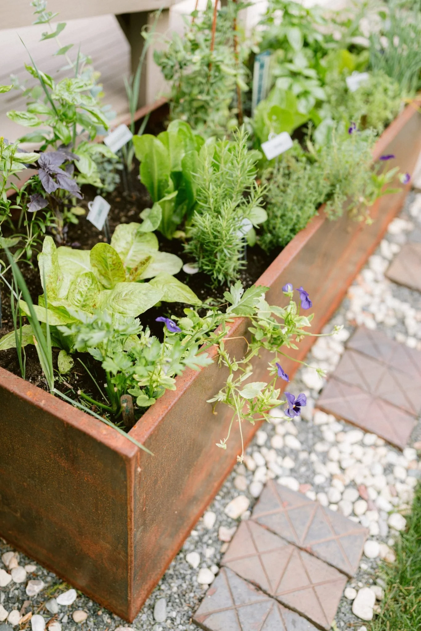 How to Grow a Tea Garden: Fresh, Homegrown Ingredients for the Perfect ...