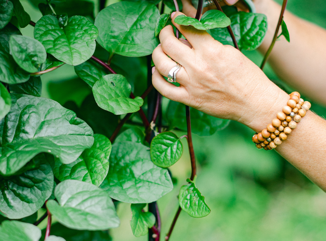 How to Grow Leafy Greens — Katie Oglesby, Kitchen Garden Design ...