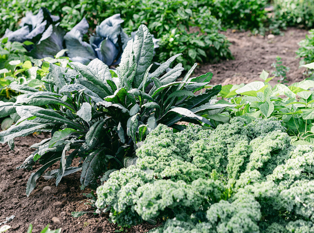 How to Grow Leafy Greens — Katie Oglesby, Kitchen Garden Design ...