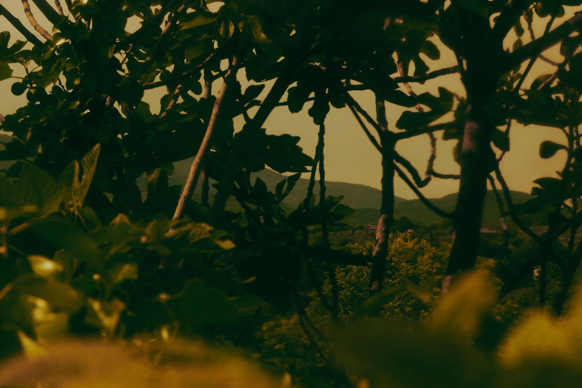 Discover Aesop's Virēre Eau de Parfum: A Sunlit Sojourn Through Scent ...