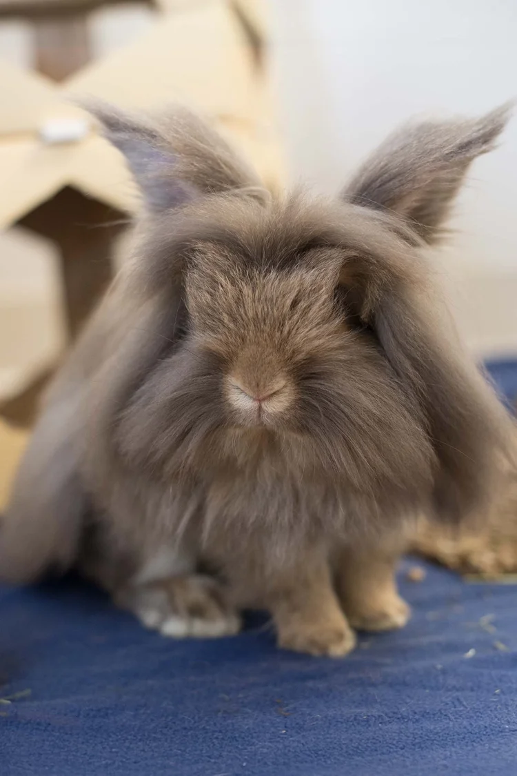Triangle Rabbits