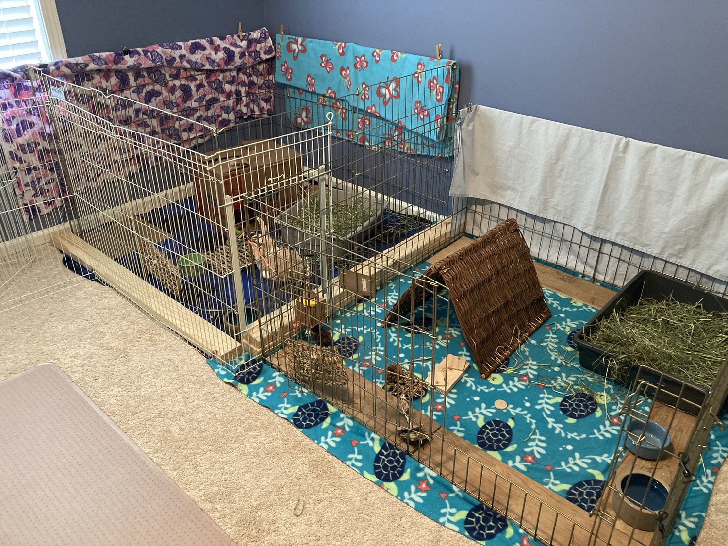 Bonding Basics | Learn To Bond Rabbits — Triangle Rabbits