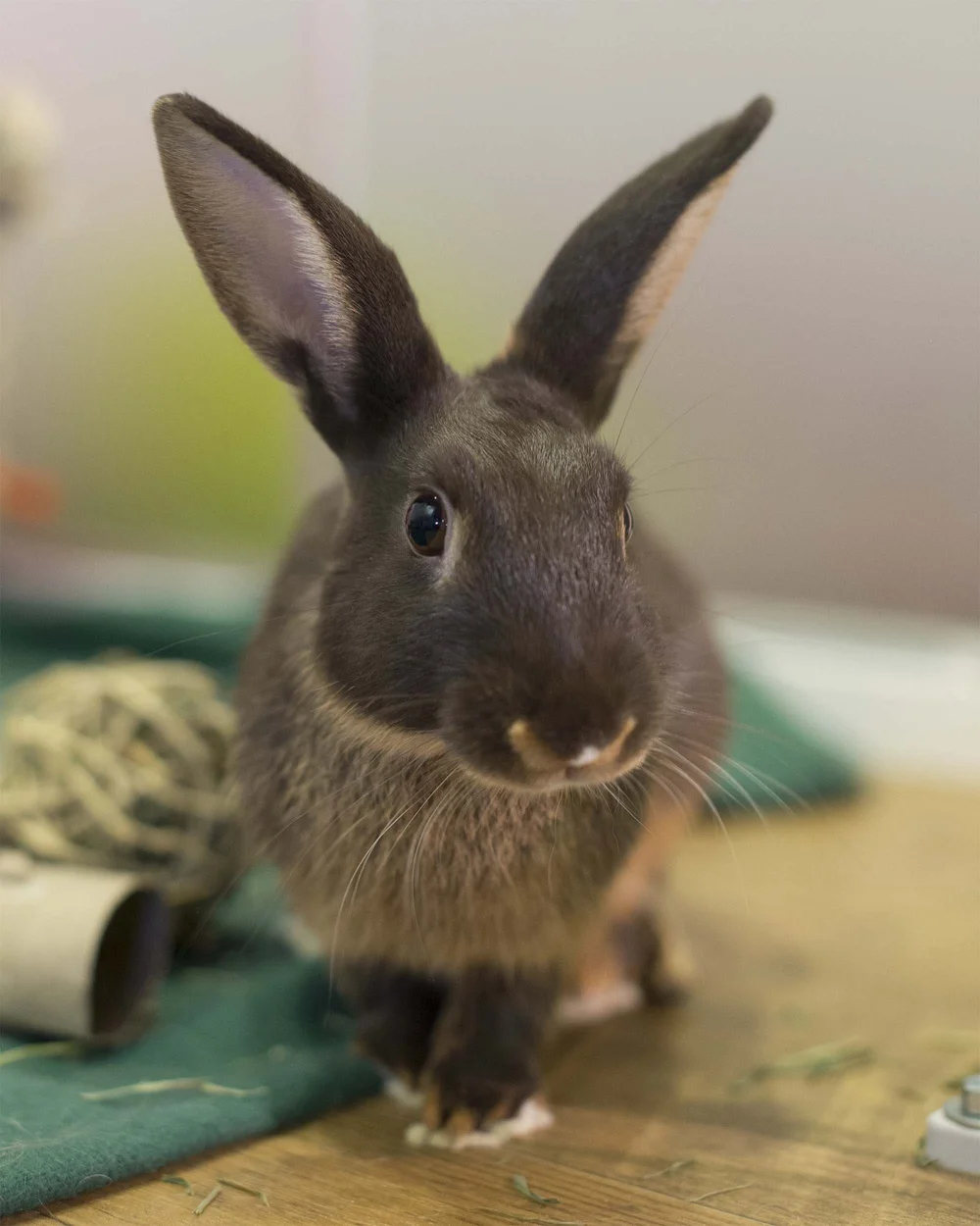 Triangle Rabbits