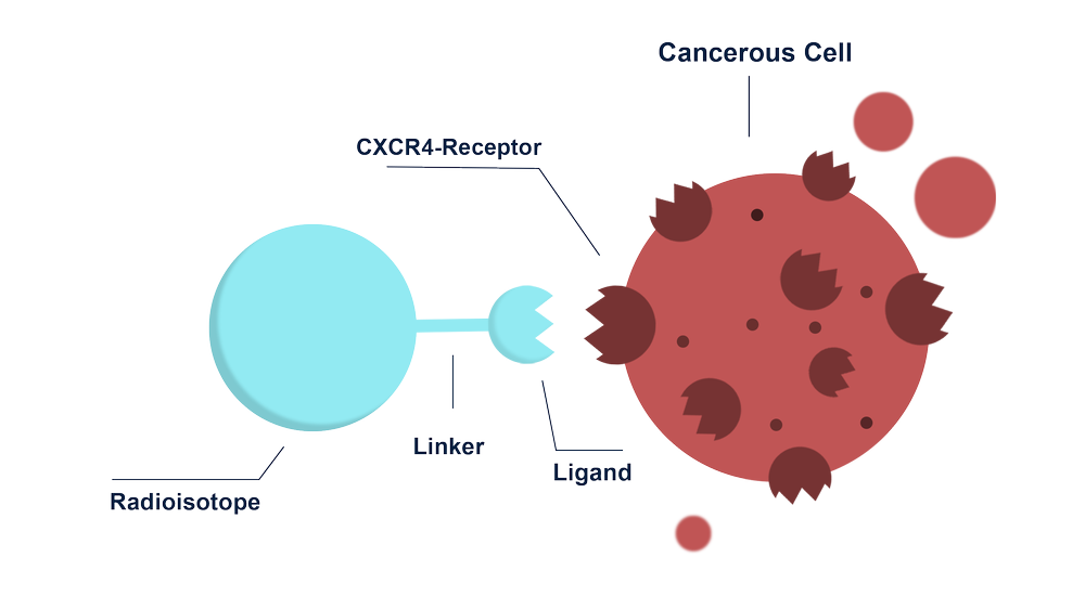 Pipeline — Pentixapharm