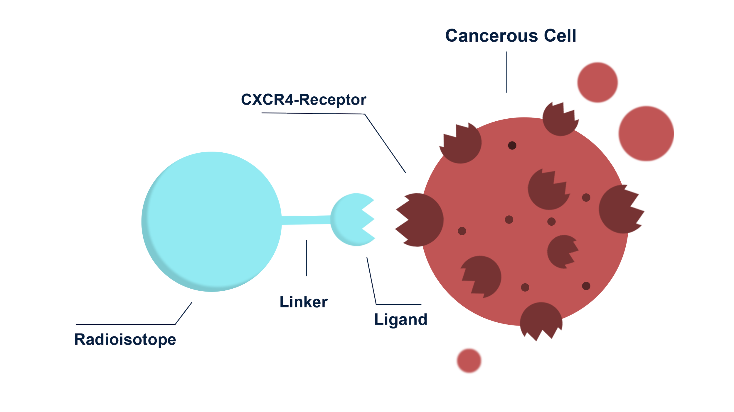 Pipeline — Pentixapharm